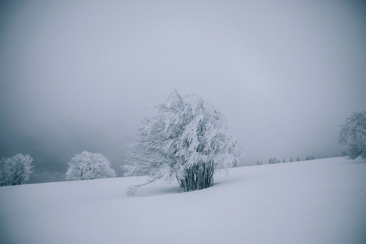 Faire du ski et des raquettes au Markstein dans le massif des Vosges